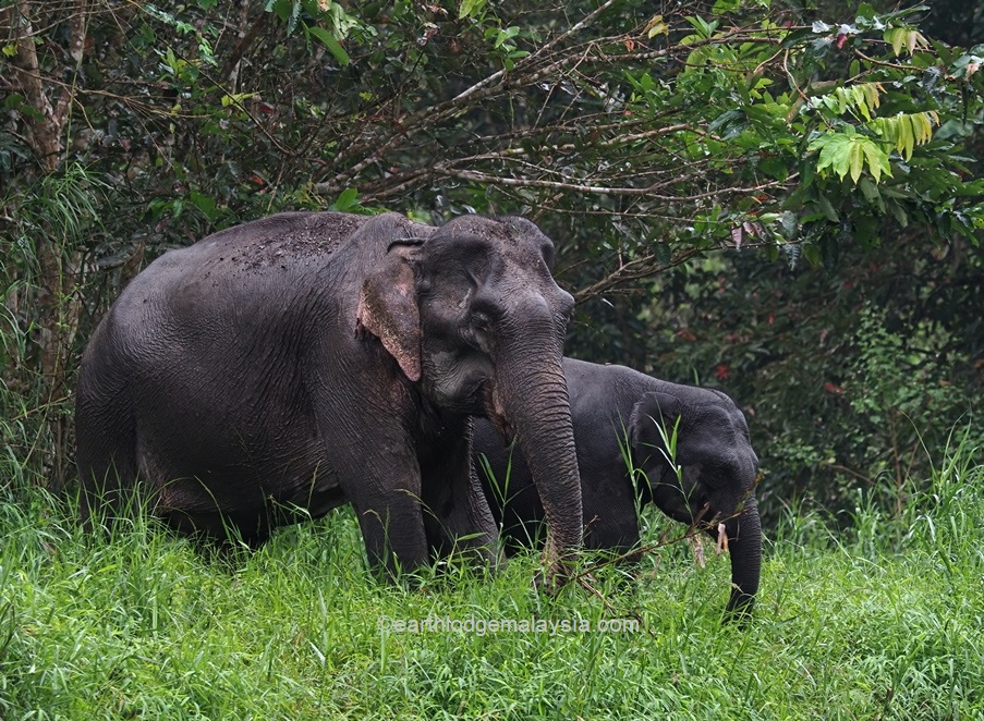 4 Days 3 Nights Experiencing the Wilds of Ulu Muda – Eco- Coach & Tours ...