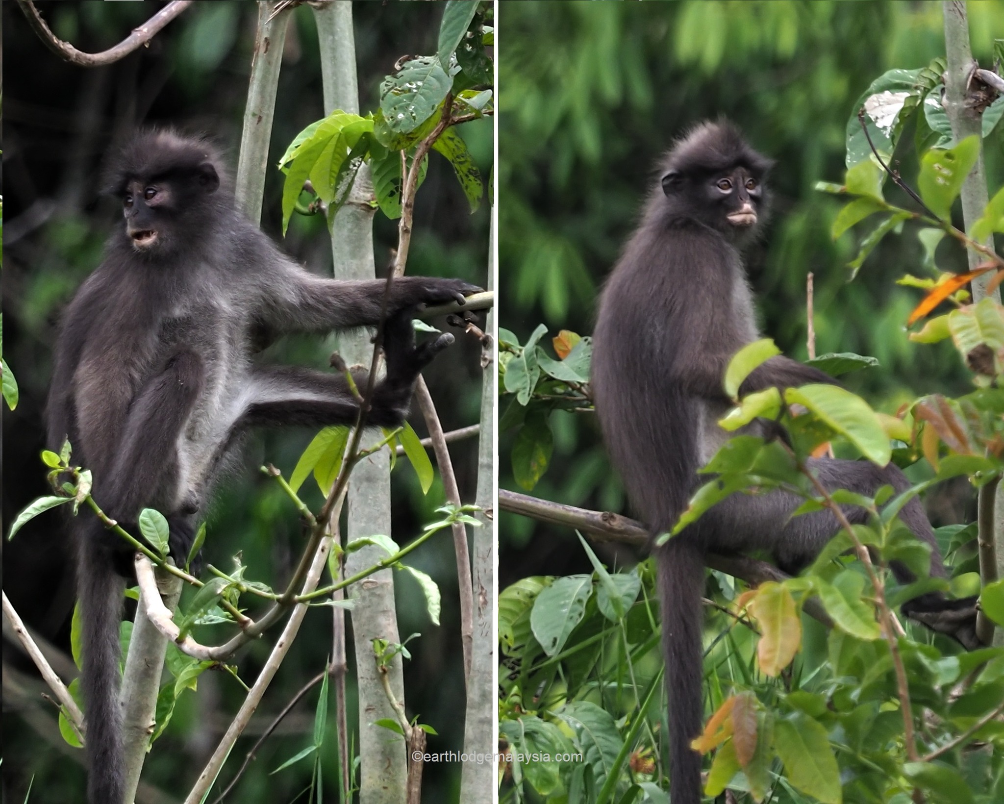 5 Days 4 Nights Experiencing the Wilds of Ulu Muda – Eco- Coach & Tours ...